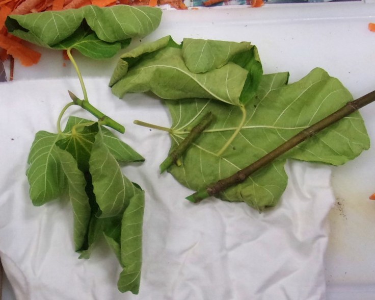 Fig Sap Rennet Cheese Experiments – Anja – House Capuchin 3