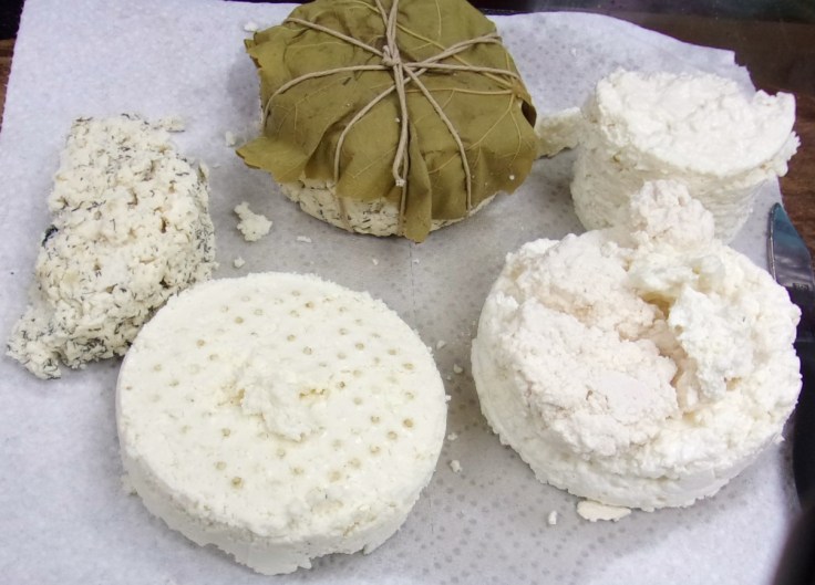 Fig Sap Rennet Cheese Experiments – Anja – House Capuchin 3