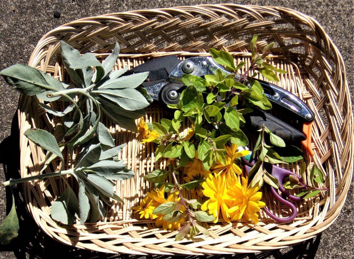 Activities through 9-4-22 Crown – House Capuchin 3